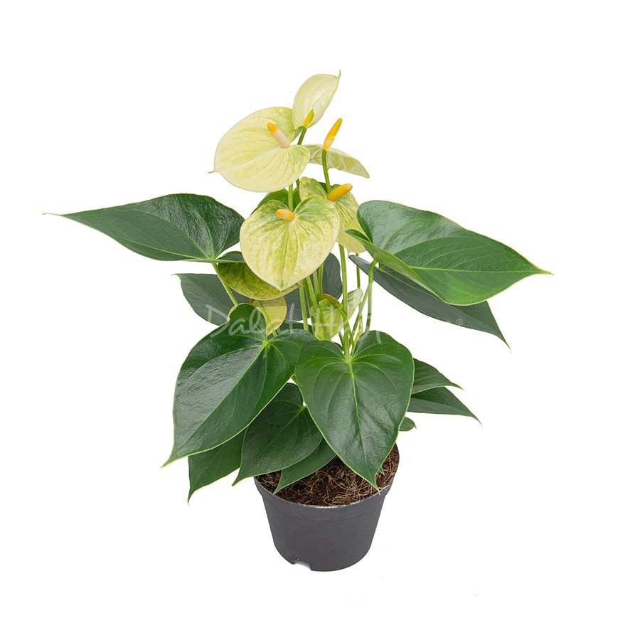 Thông tin doanh nghiệp | Dalat Hasfarm®
