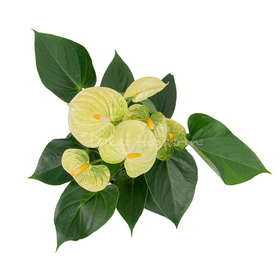 Thông tin doanh nghiệp | Dalat Hasfarm®